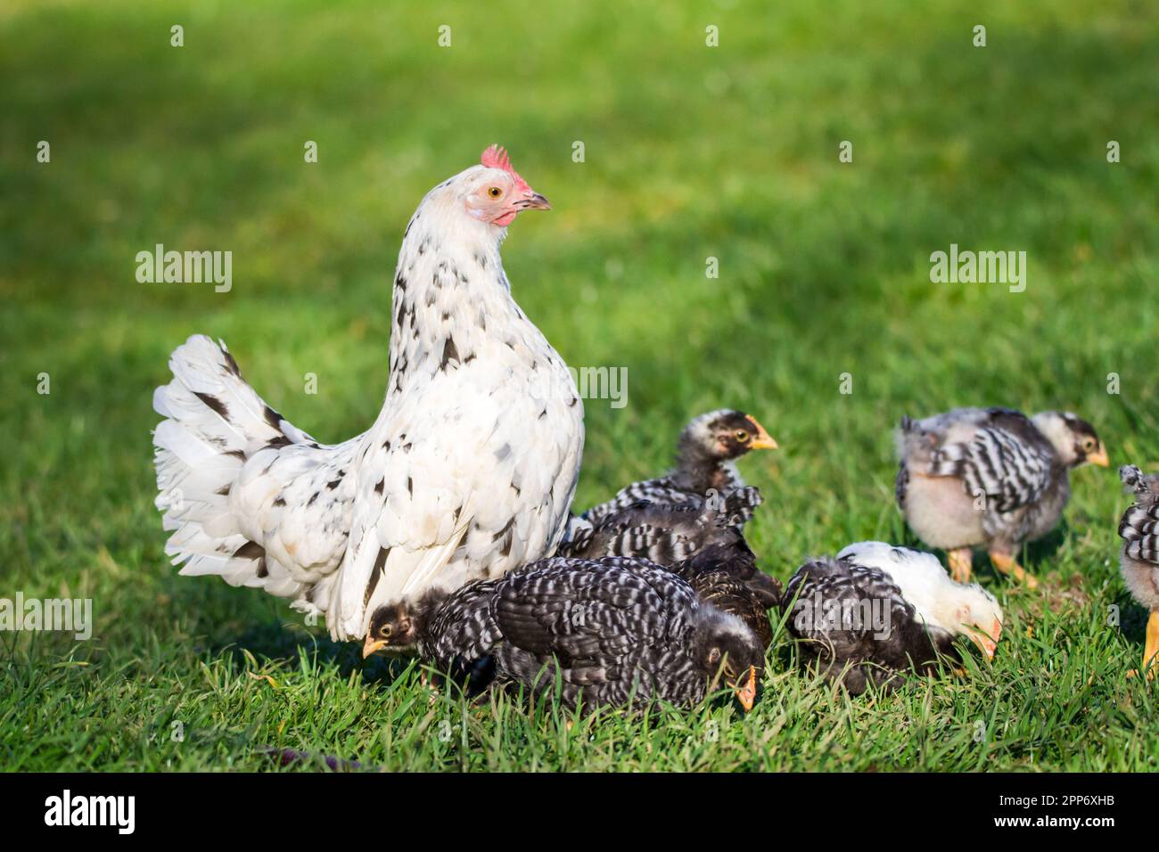 Mother hen and her fledglings. The mother hen is a Stoapiperl chicken ...