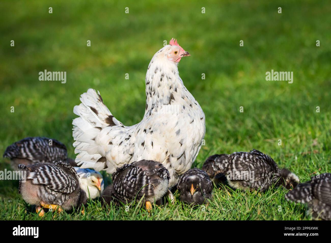 Mother hen and her fledglings. The mother hen is a Stoapiperl chicken ...