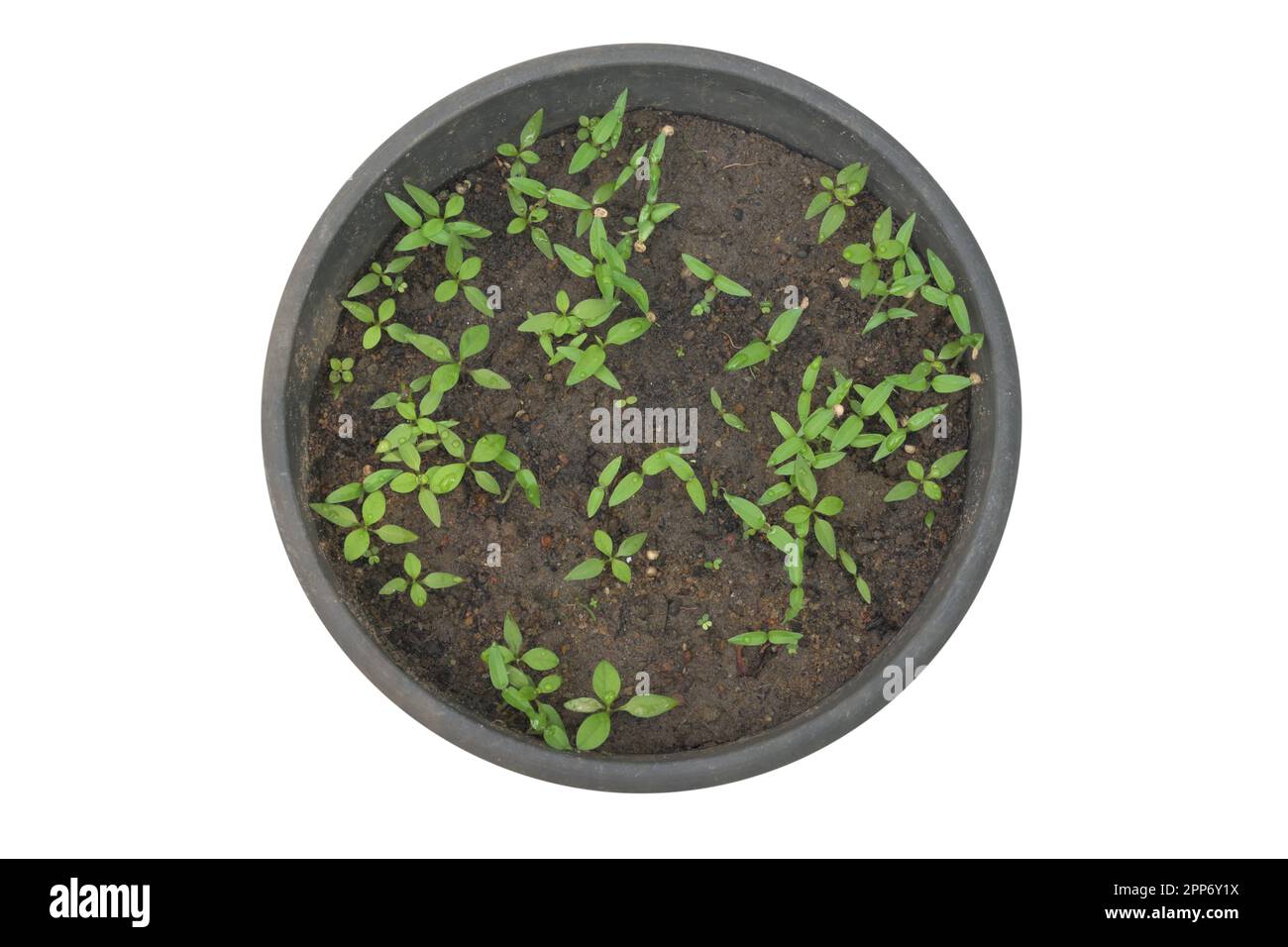 Overhead view of newly emerged Chili sprouts growing in a plastic pot ...