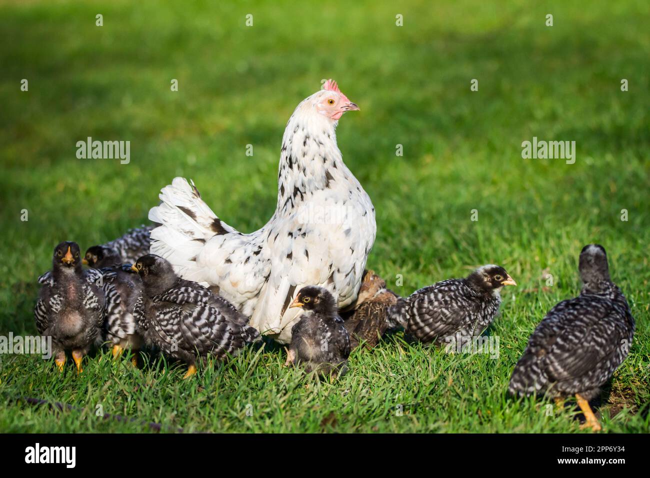 Mother hen and her fledglings. The mother hen is a Stoapiperl chicken ...