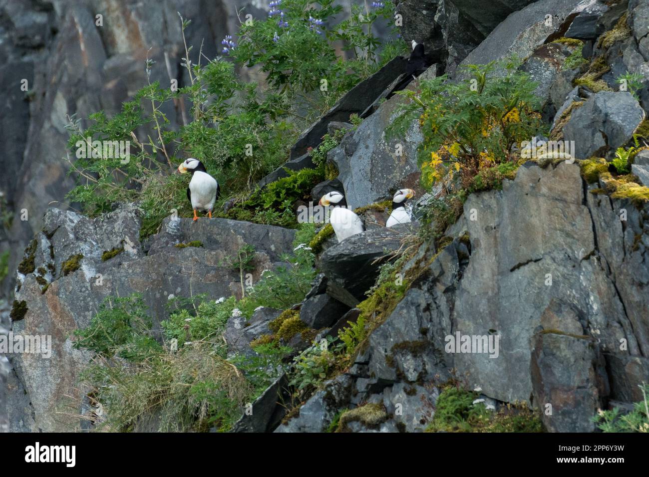 Islands in resurrection bay alaska hi-res stock photography and images ...