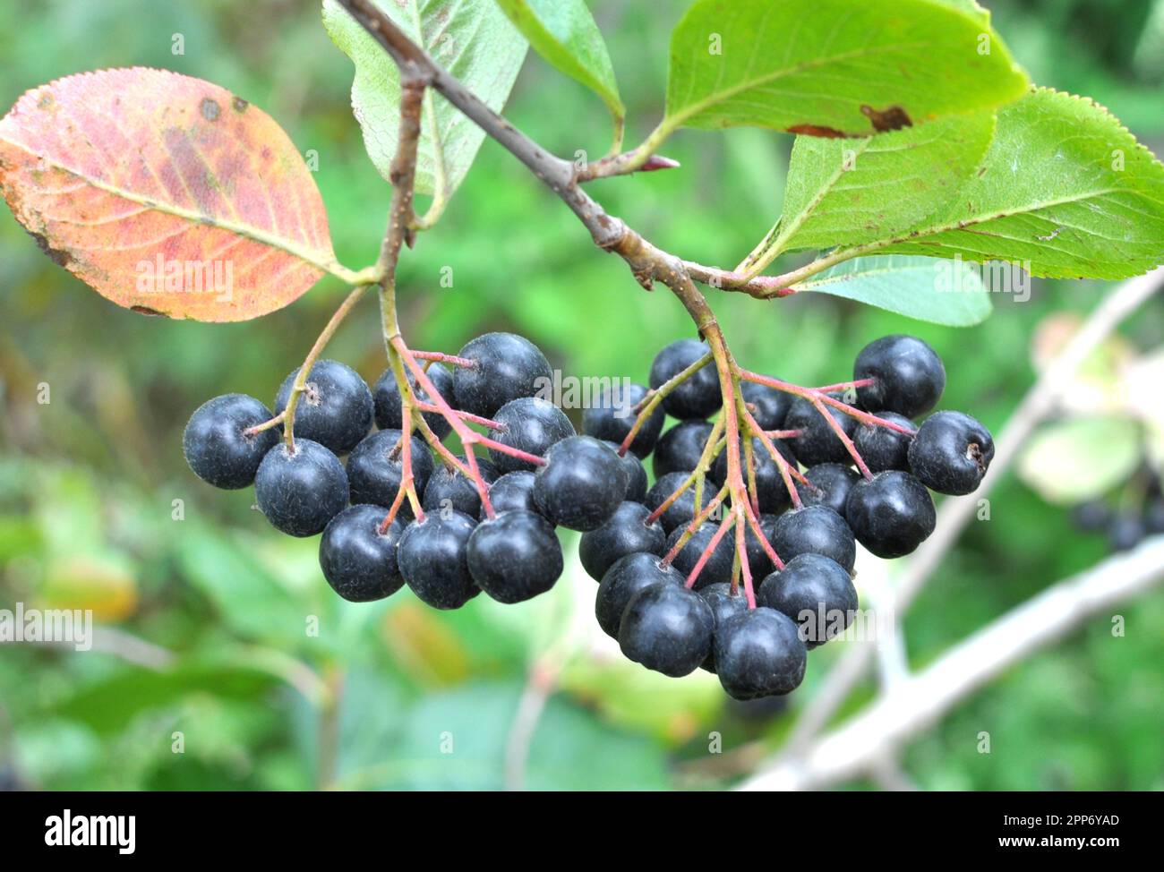 Branch of chokeberry (Aronia melanocarpa) with ripe black berries Stock Photo - Alamy