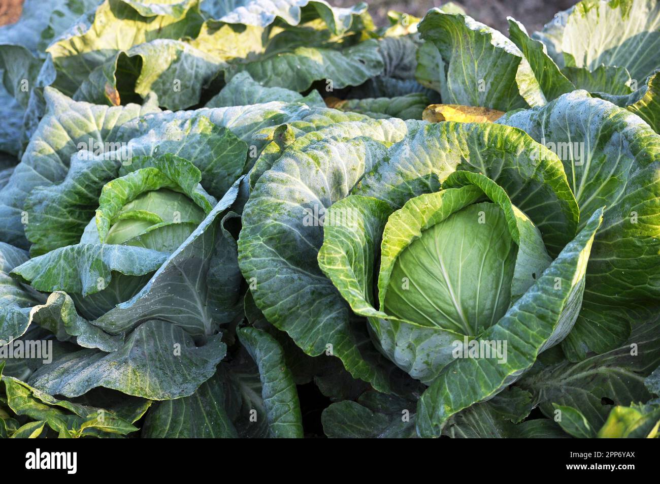 Head cabbage fresh ground hi-res stock photography and images - Alamy
