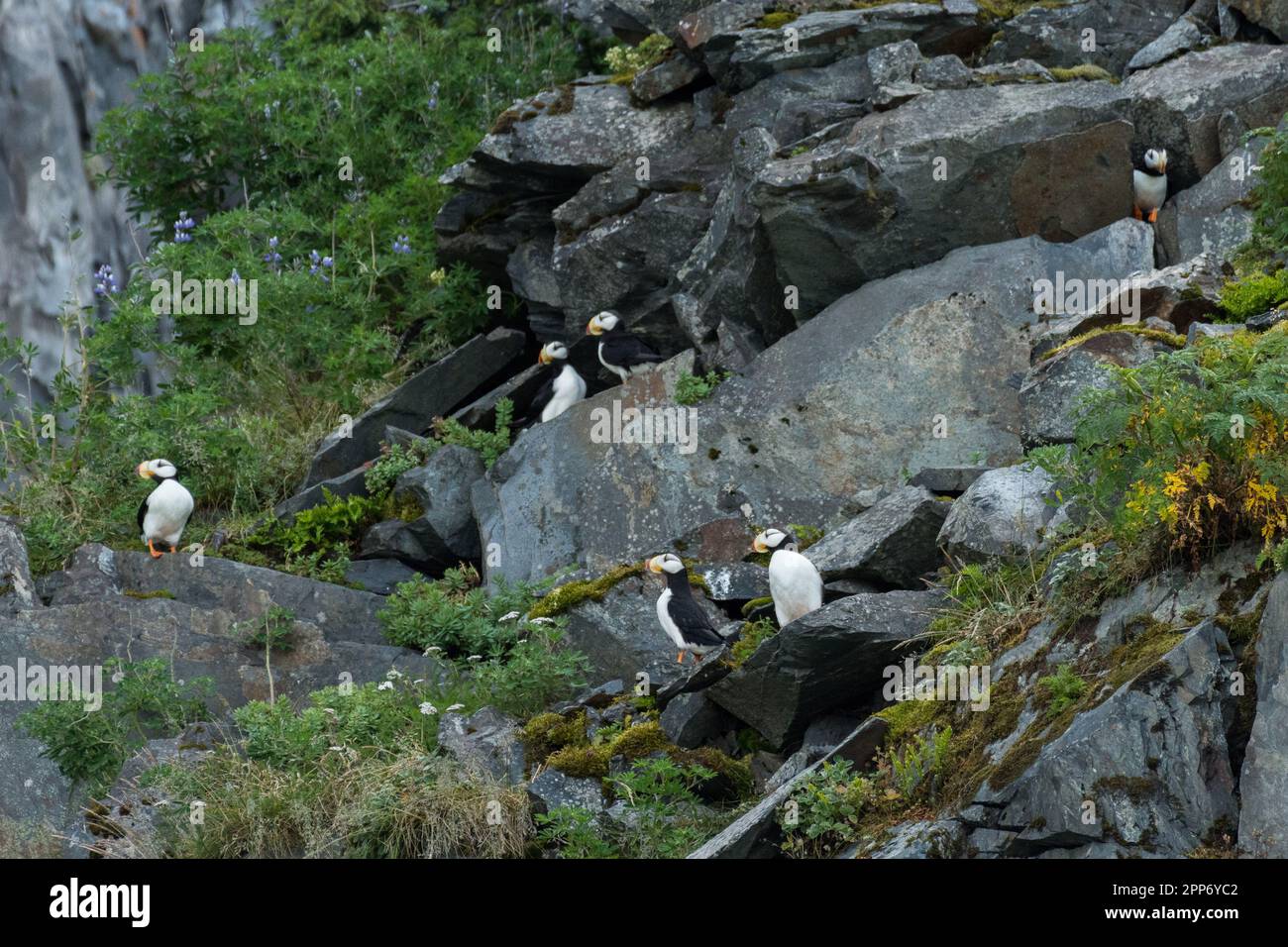 Islands in resurrection bay alaska hi-res stock photography and images ...