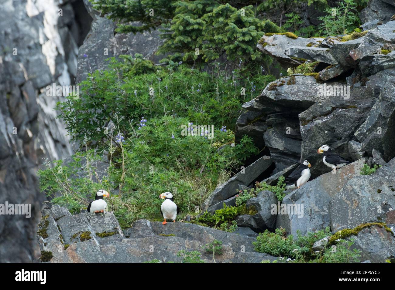 Islands in resurrection bay alaska hi-res stock photography and images ...