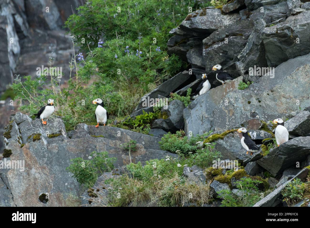 Islands in resurrection bay alaska hi-res stock photography and images ...