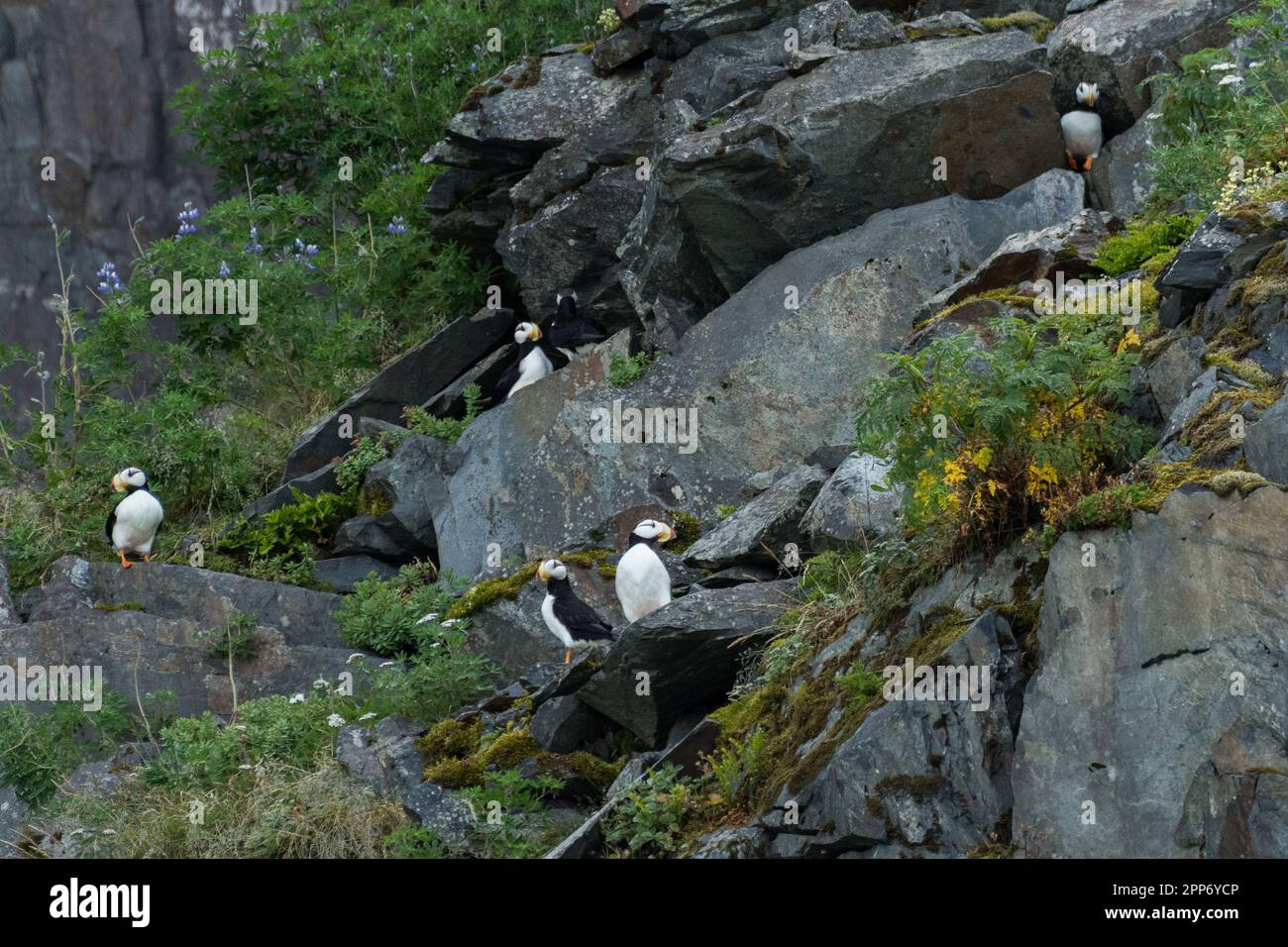 Islands in resurrection bay alaska hi-res stock photography and images ...