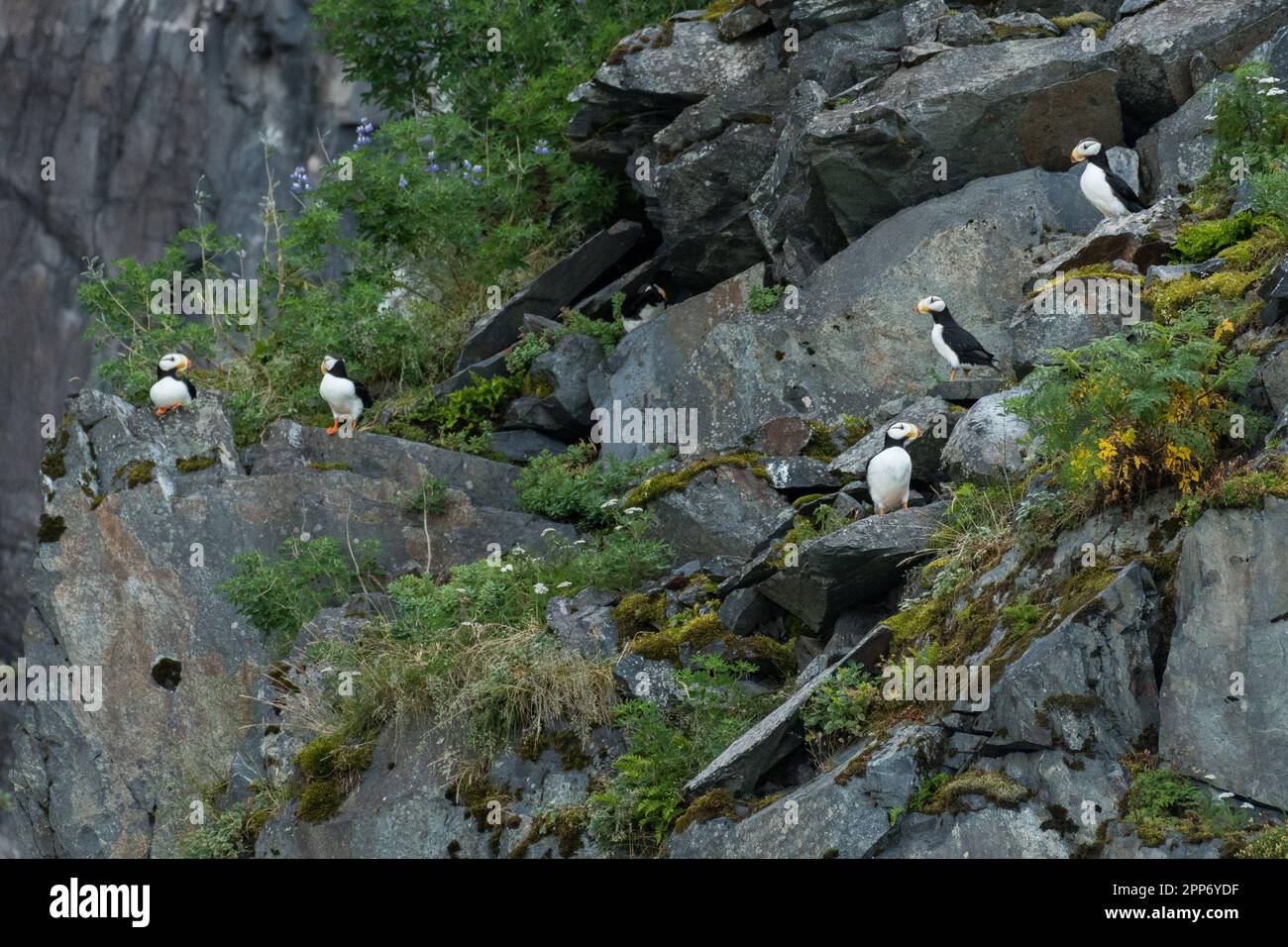Islands in resurrection bay alaska hi-res stock photography and images ...