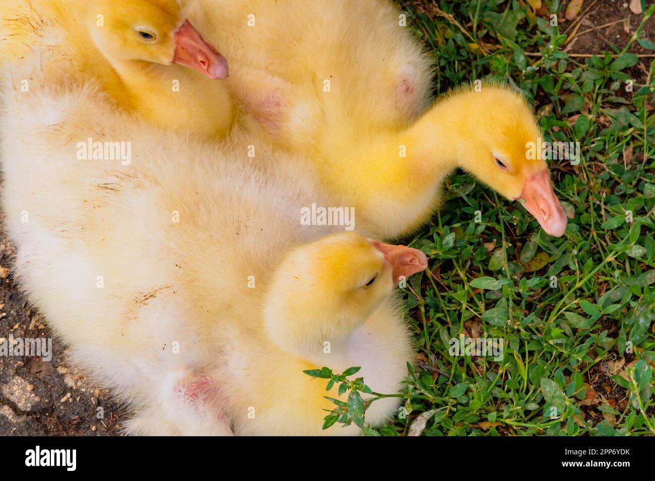 Gosling. Poultry farm for breeding geese. Little goose chicks in the ...