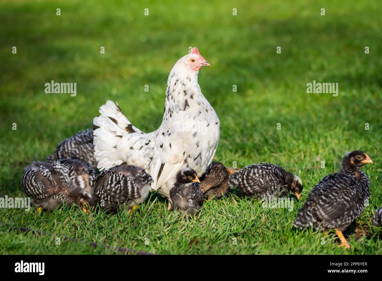 Amrock portrait hi-res stock photography and images - Alamy