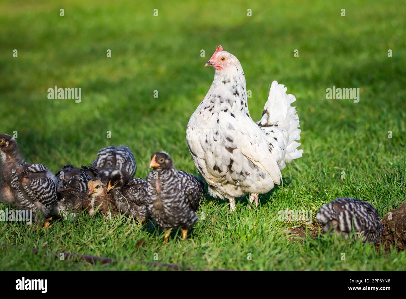 Mother hen and her fledglings. The mother hen is a Stoapiperl chicken ...