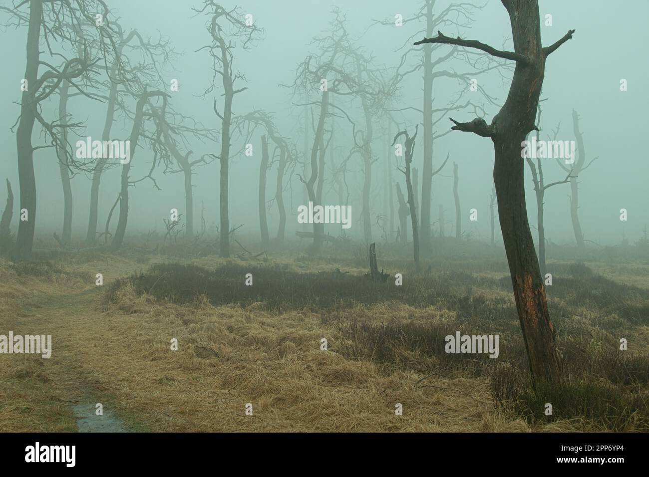 Geitzbusch ghost forest in rain and fog, high fens nature reserve ...