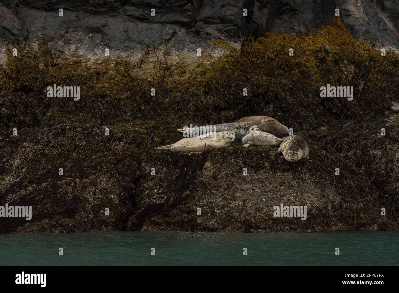 Animal lifeestuary hi-res stock photography and images - Alamy