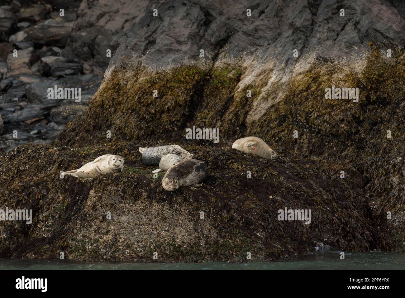 Harbor seals enjoy the summer sun at a hall-out along a rocky island at ...