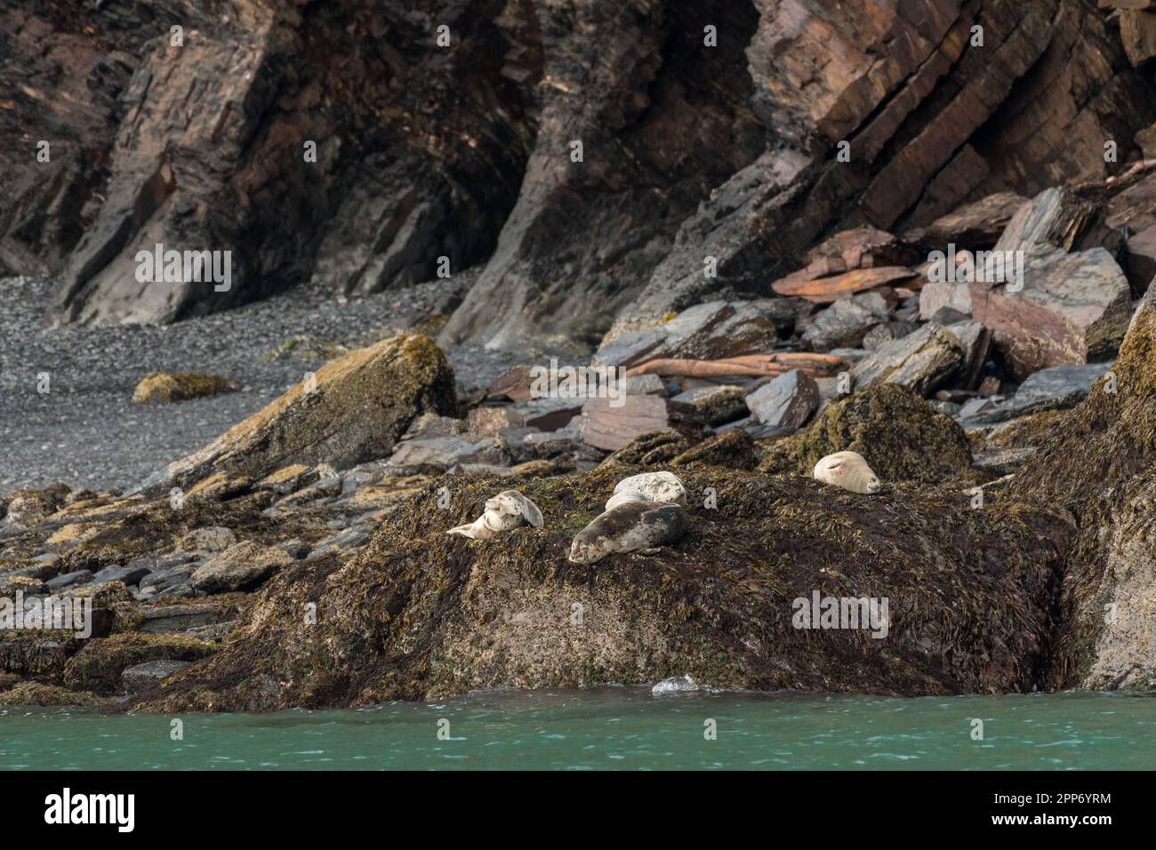 Animal lifeestuary hi-res stock photography and images - Alamy