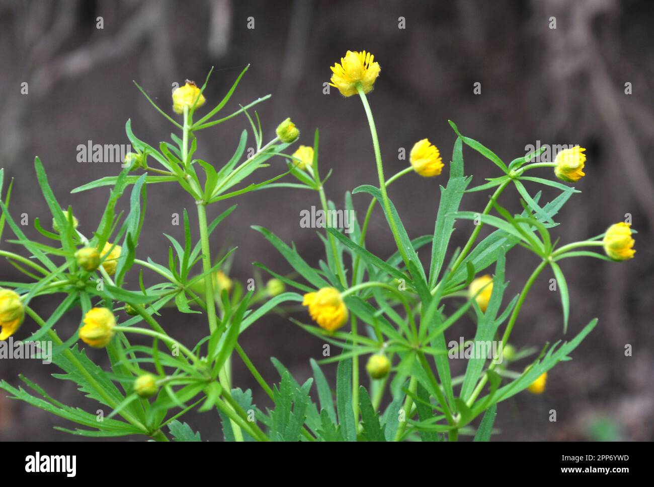 Buttercup forest hi-res stock photography and images - Alamy