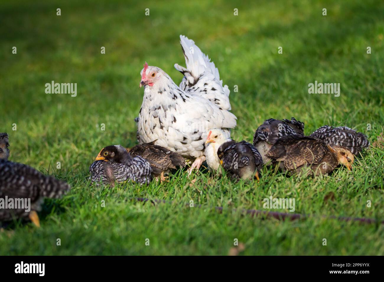 Clucking hen and fledglings hi-res stock photography and images - Alamy