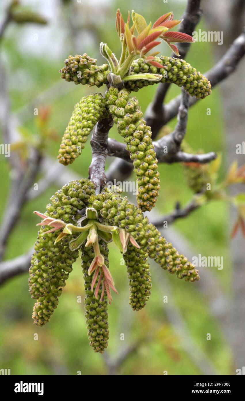 Spring flowering walnut on a blurry background Stock Photo - Alamy