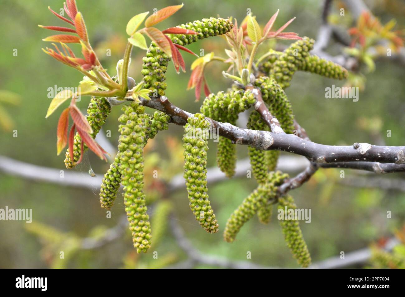 Spring flowering walnut on a blurry background Stock Photo - Alamy