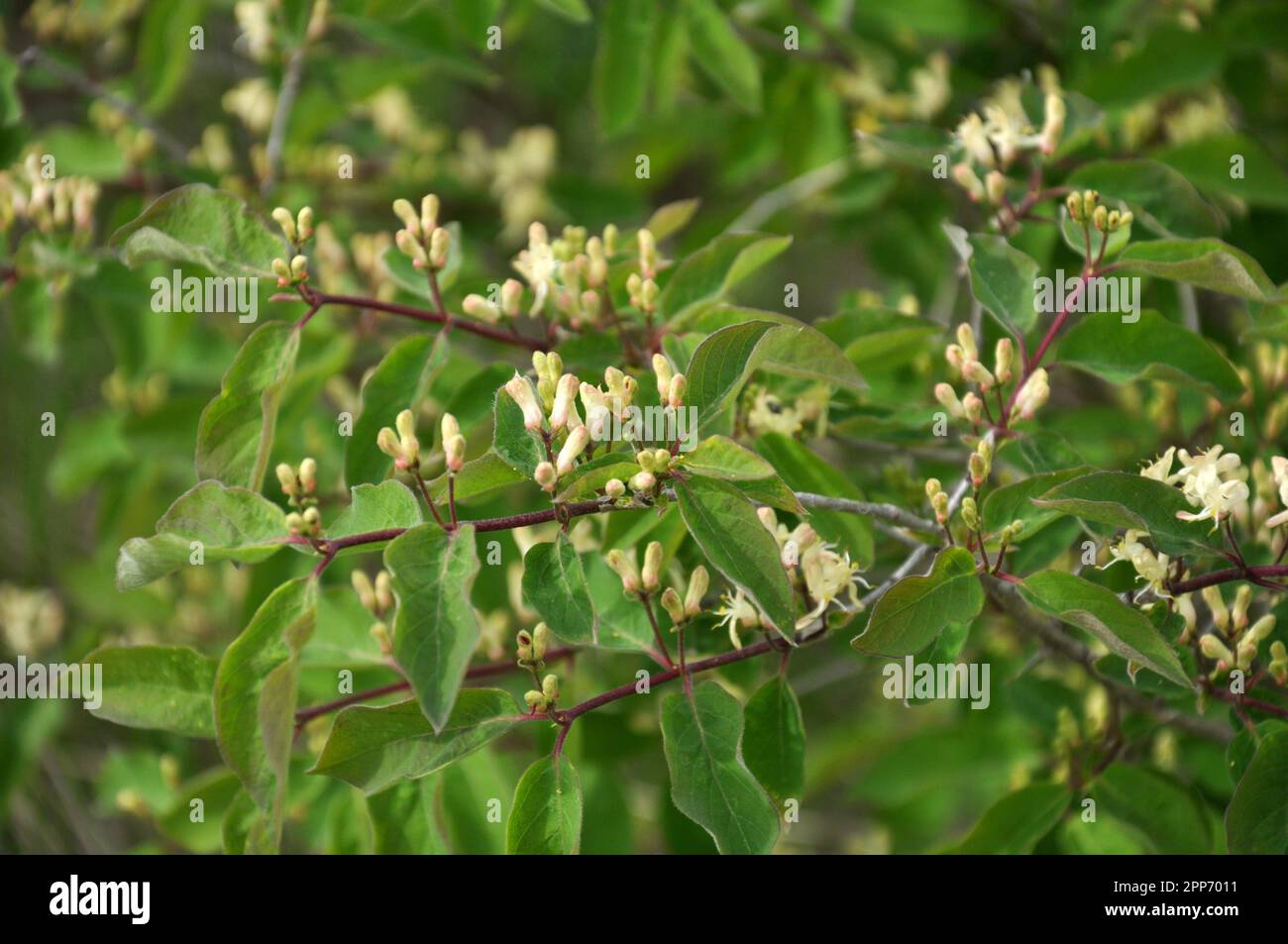 Honeysuckle (Lonicera) blooms in nature in spring Stock Photo - Alamy