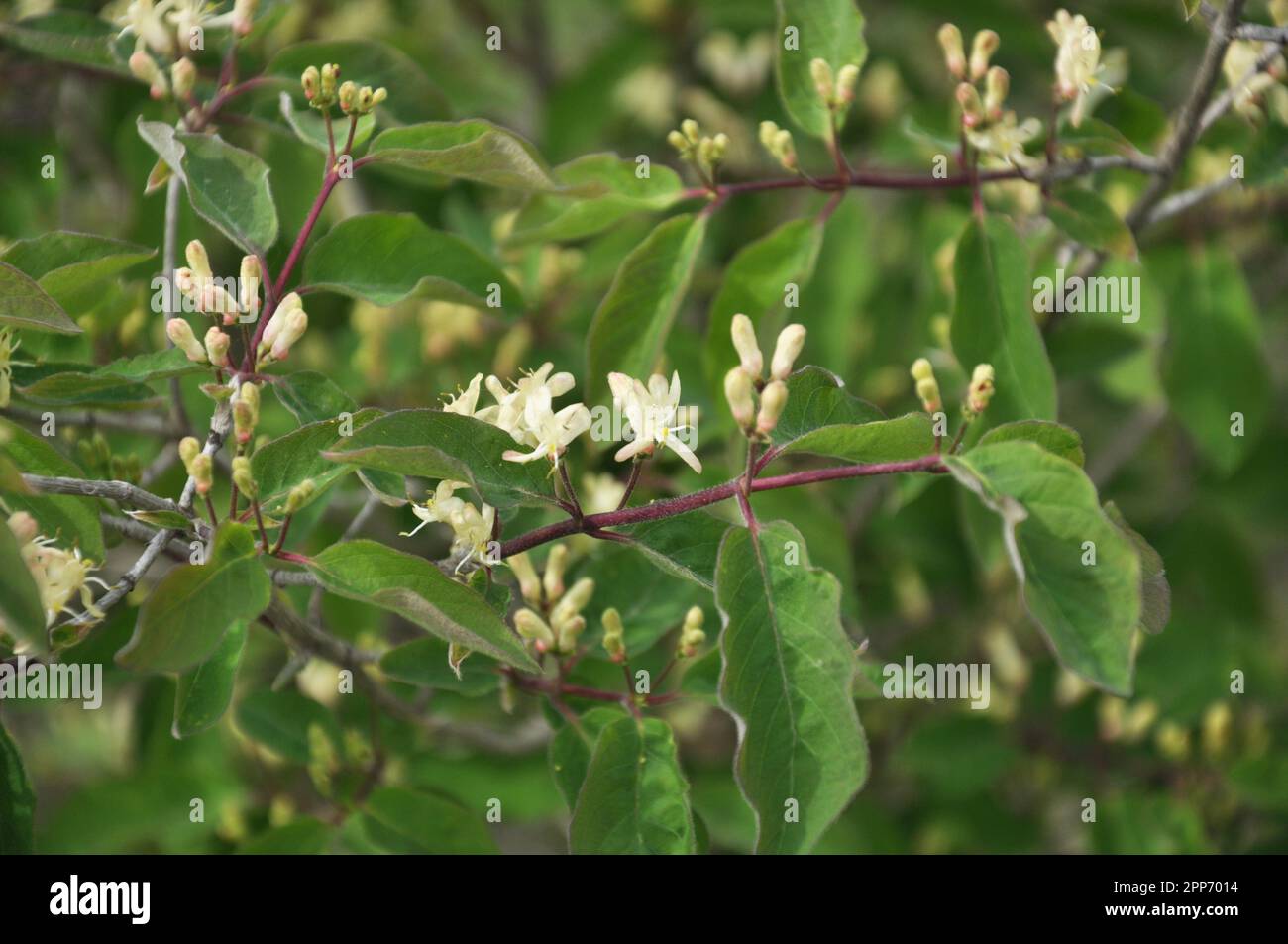 Honeysuckle (Lonicera) blooms in nature in spring Stock Photo - Alamy