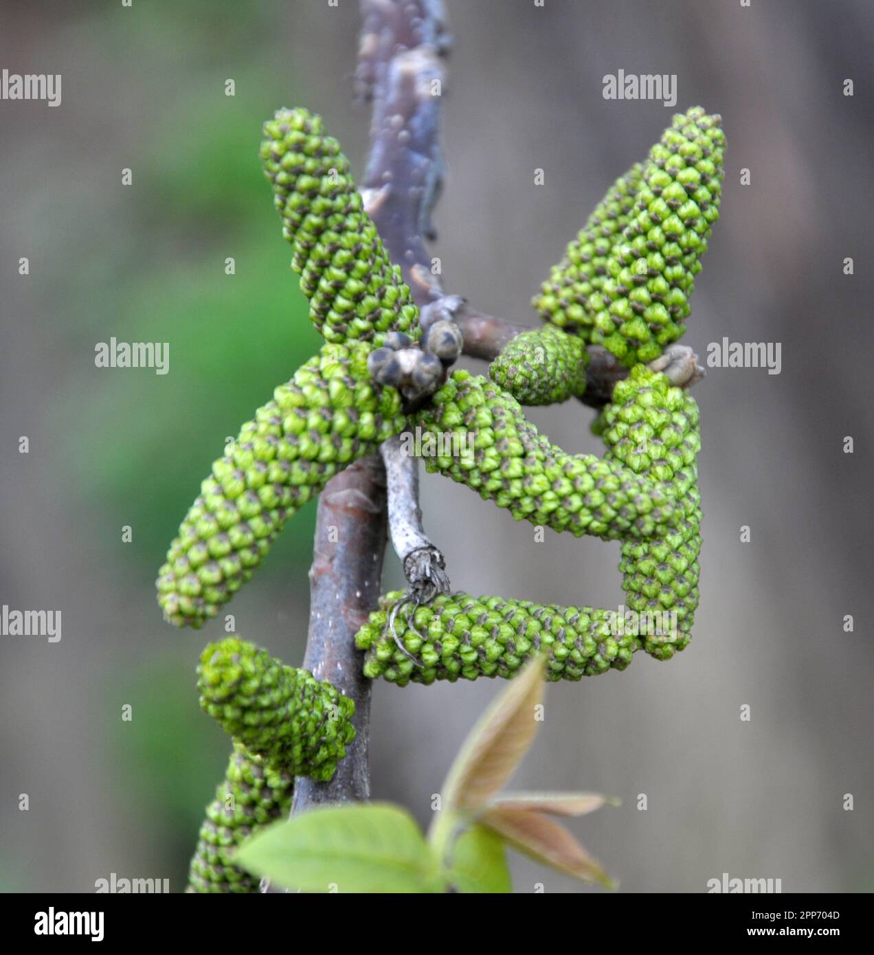 Spring flowering walnut on a blurry background Stock Photo - Alamy