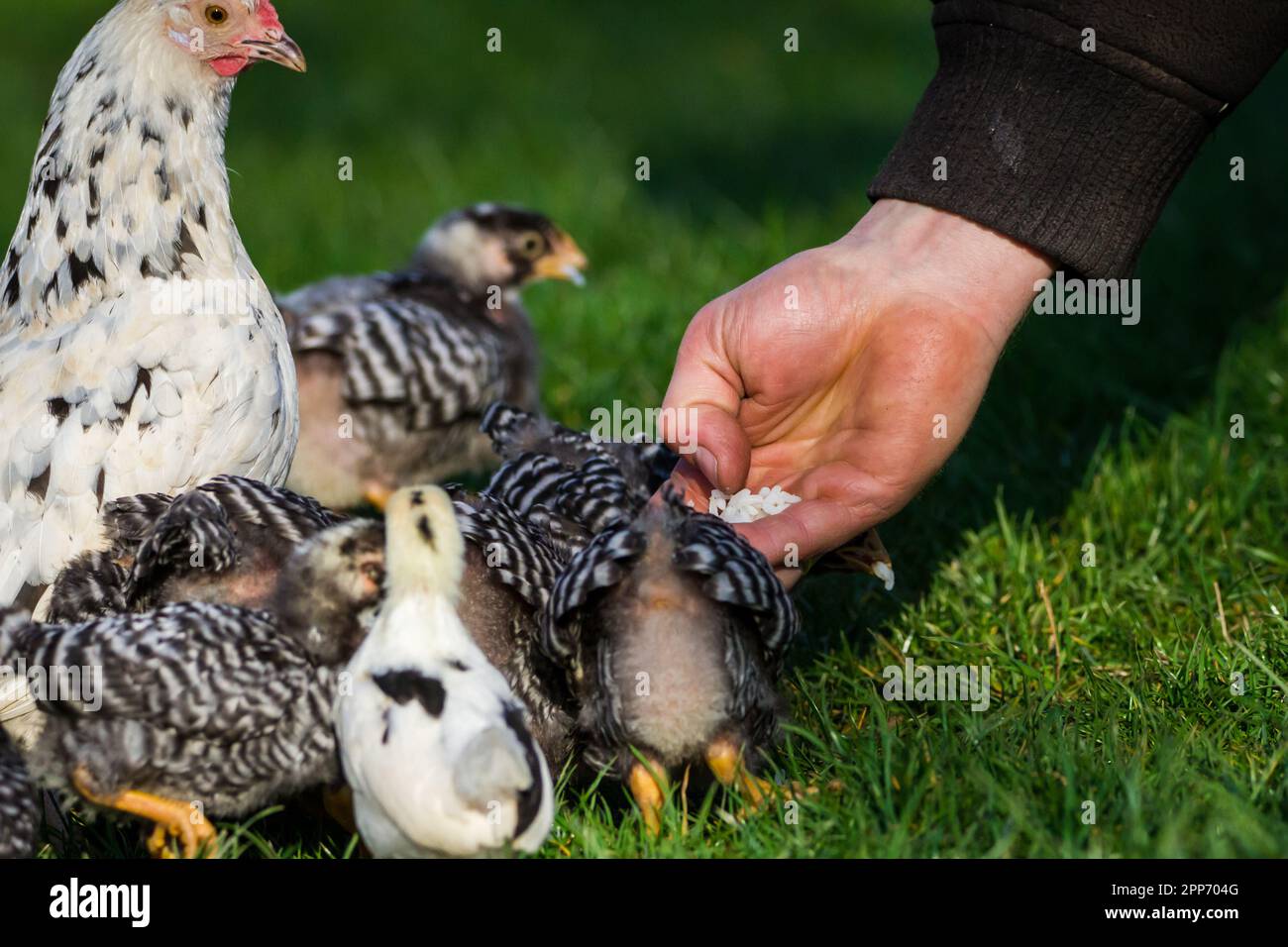 Mother hen and her fledglings. The mother hen is a Stoapiperl chicken ...