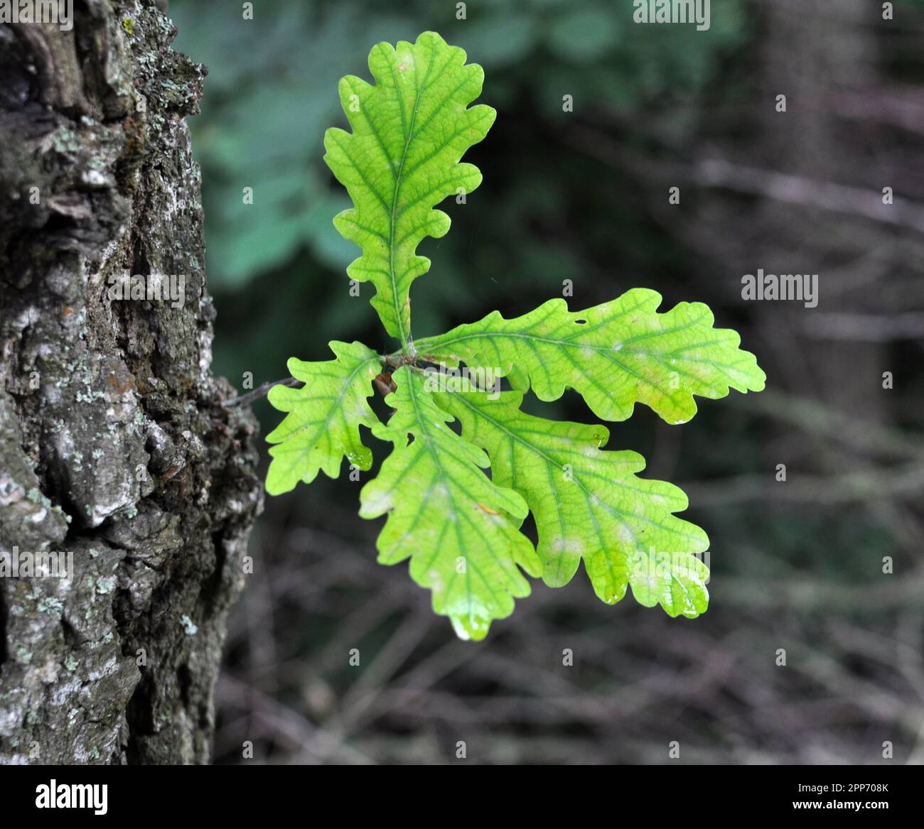 In nature, a young oak seedling grows with leaves Stock Photo - Alamy