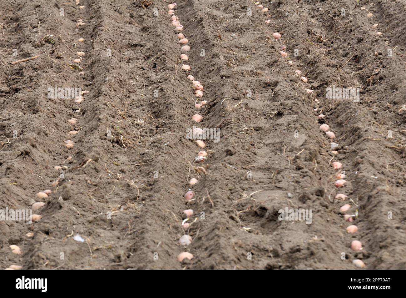 In the farm field, seed potatoes are planted in rows in the ground ...