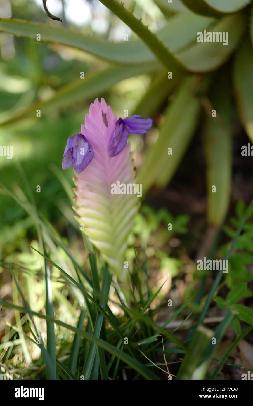 Purple hawaii flowers hi-res stock photography and images - Alamy