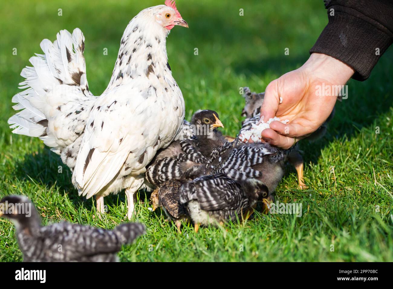 Mother hen and her fledglings. The mother hen is a Stoapiperl chicken ...