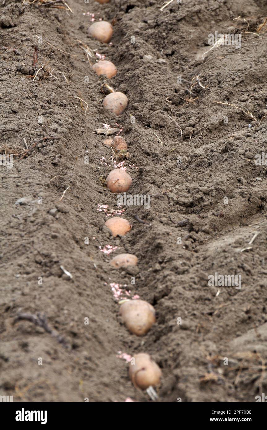 In the farm field, seed potatoes are planted in rows in the ground ...