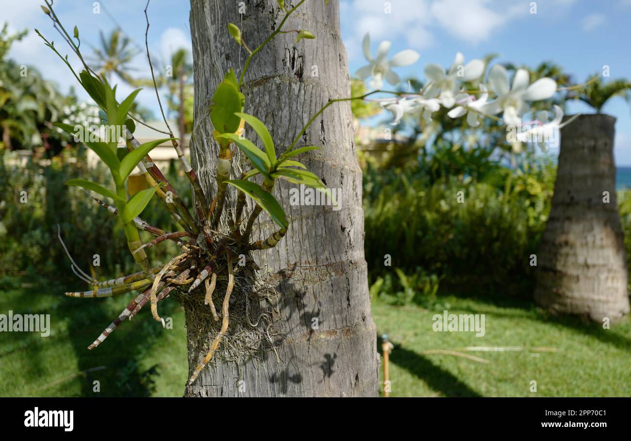 Orchids growing on the side of a tree on the island of Kauai Stock ...