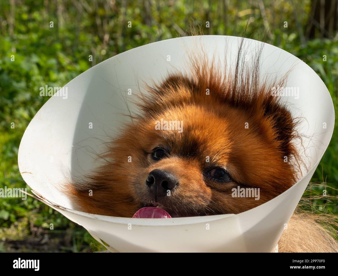 Dog in neck collar hi-res stock photography and images - Alamy