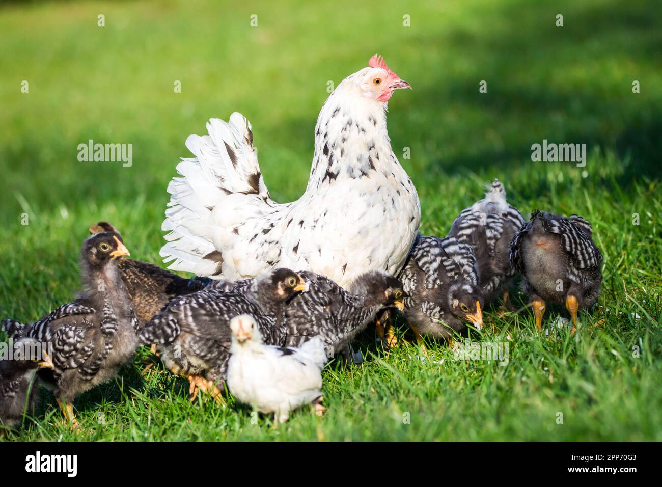 Mother hen and her fledglings. The mother hen is a Stoapiperl chicken ...