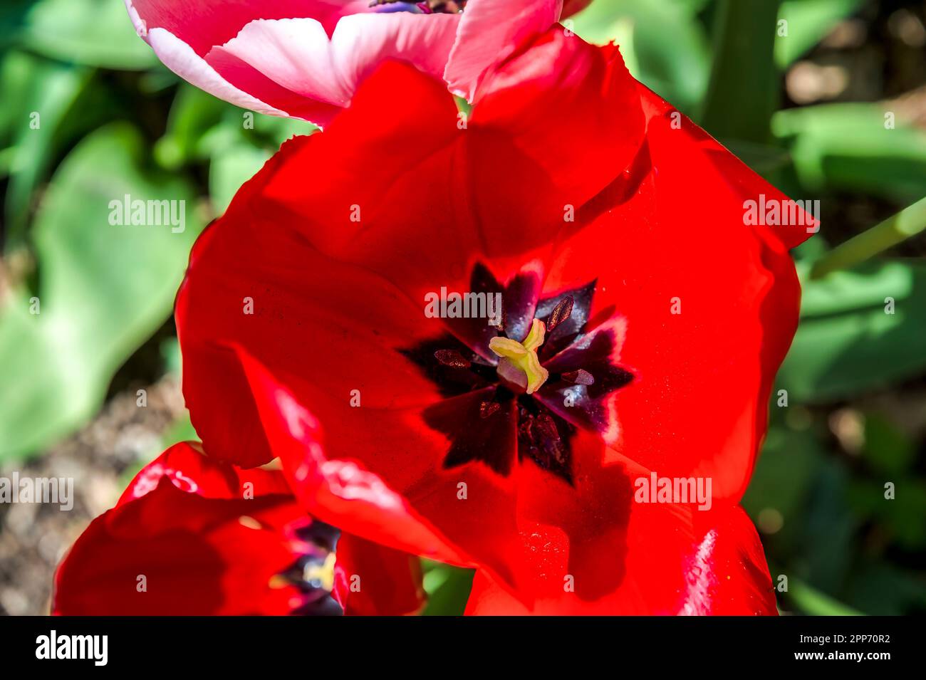 Single Red Spotted Flower Stock Photo - Alamy