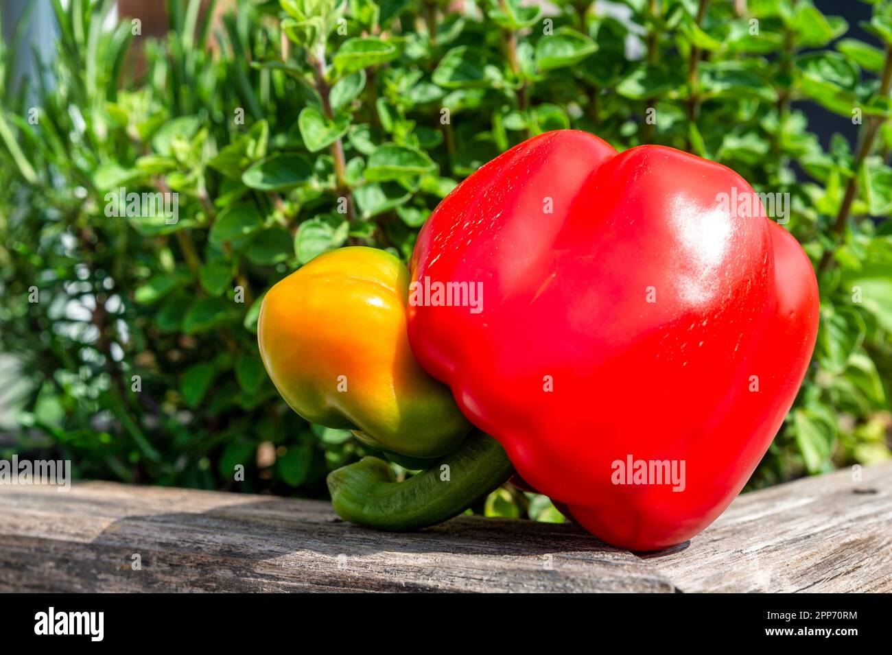 Bell Pepper (Capsicum), Ripe Red, Sunshine Stock Photo - Alamy