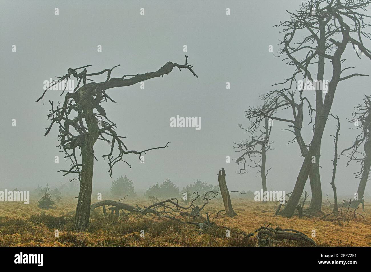 Geitzbusch ghost forest in rain and fog, high fens nature reserve ...