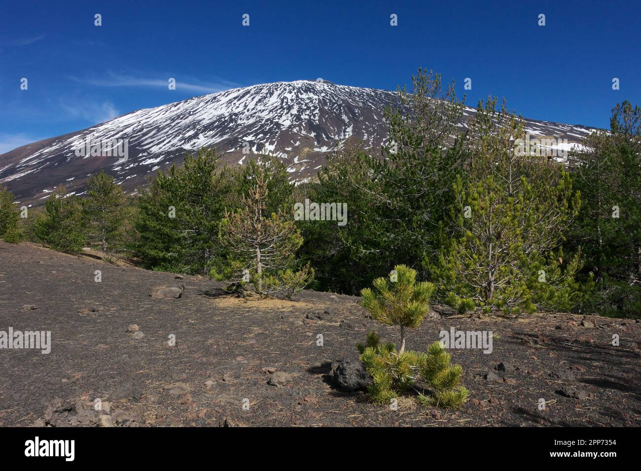 a young pine tree grow on volcanic ashes below the snowy Mount Etna in ...