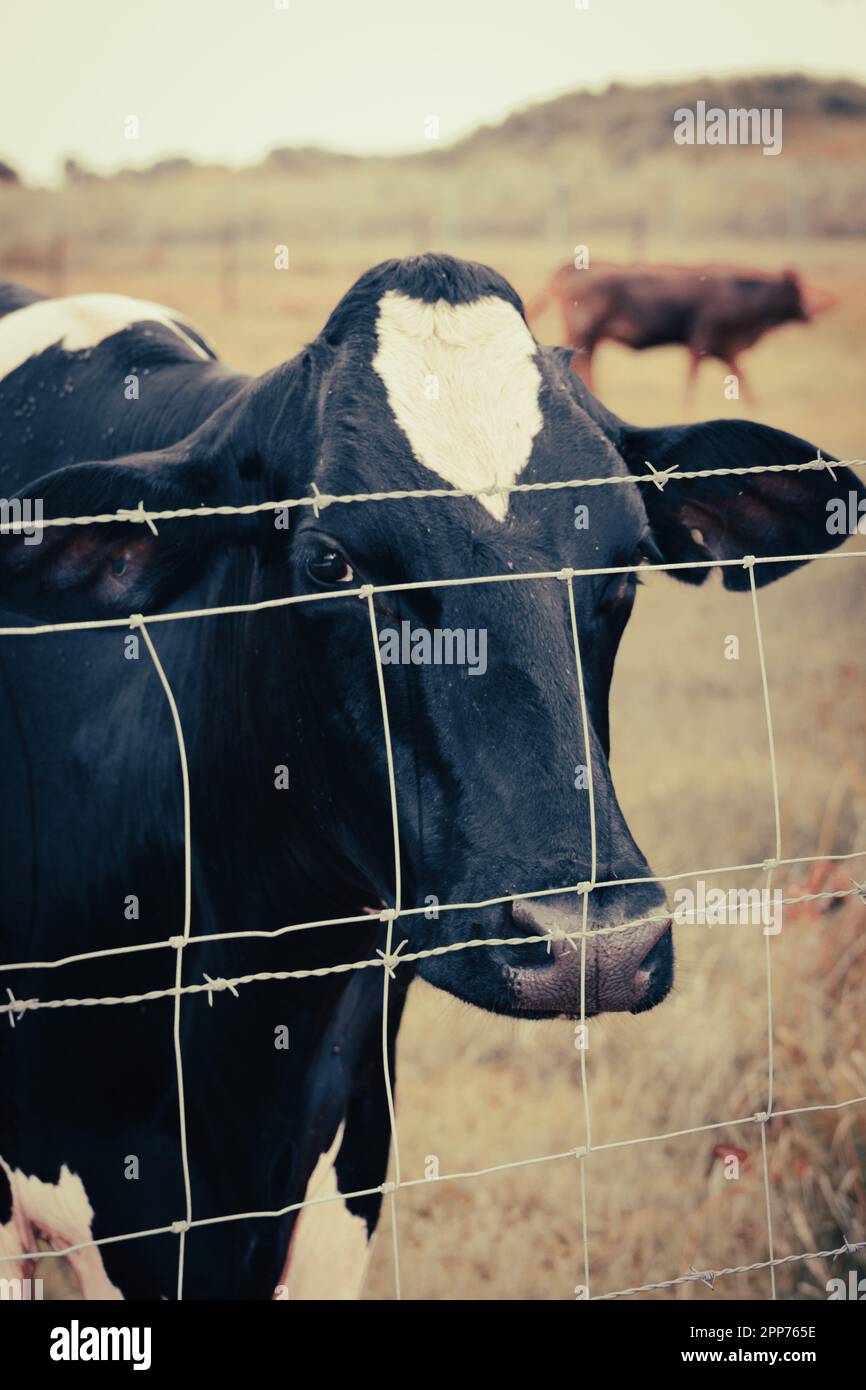 A cow stands behind a rustic wooden fence in a rural landscape Stock ...