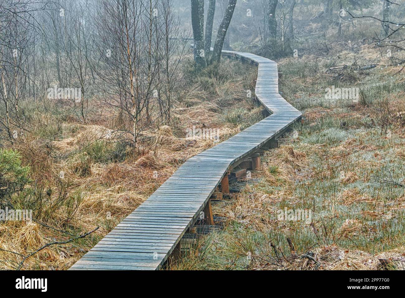 High fens hautes fagnes hi-res stock photography and images - Alamy