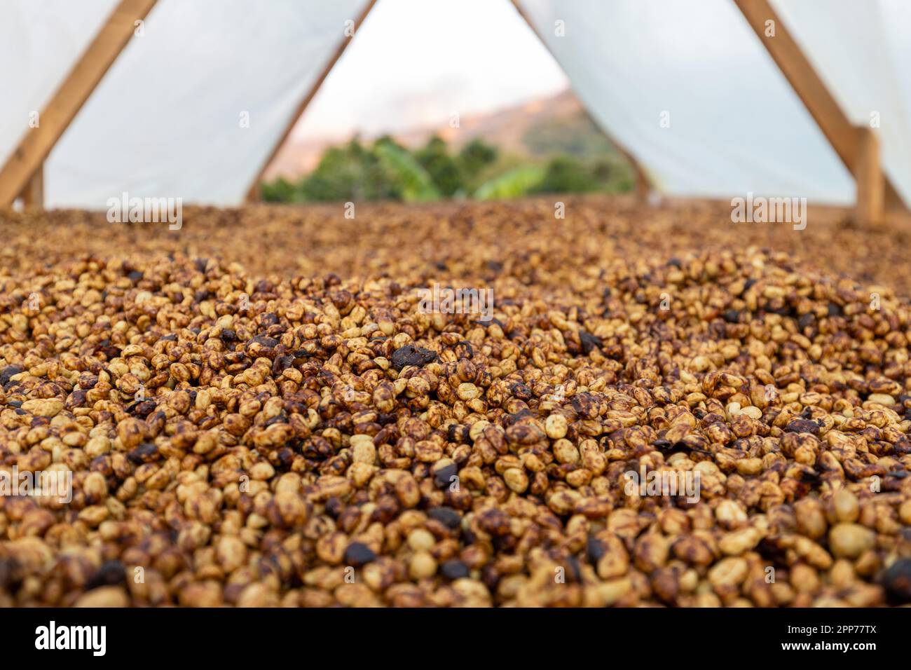 Sun Vs Shade Coffee Bean