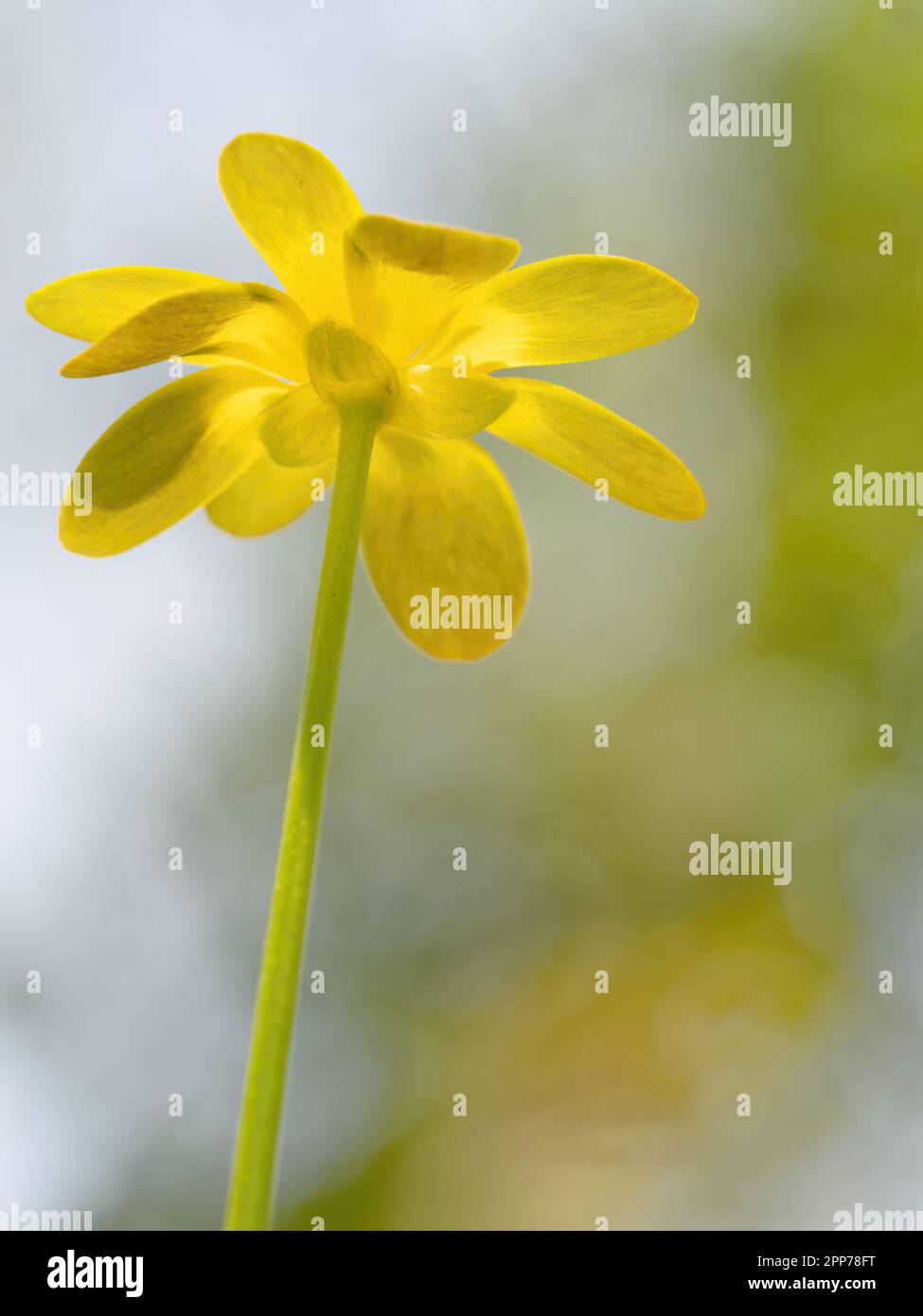 Backlit rear view of Lesser celandine, spring flower, in habitat ...