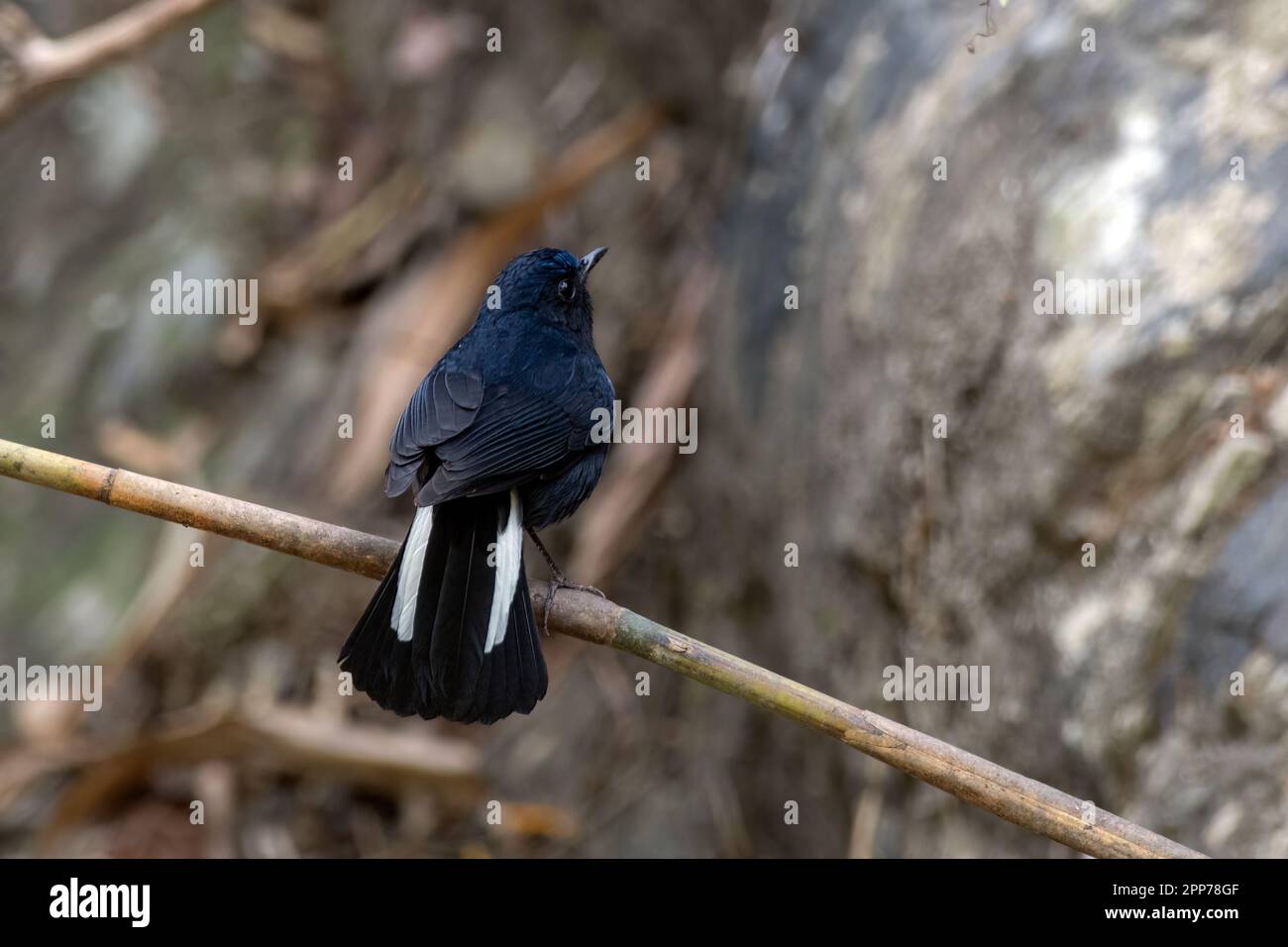 White-tailed robin or Myiomela leucura observed in Rongtong in West ...