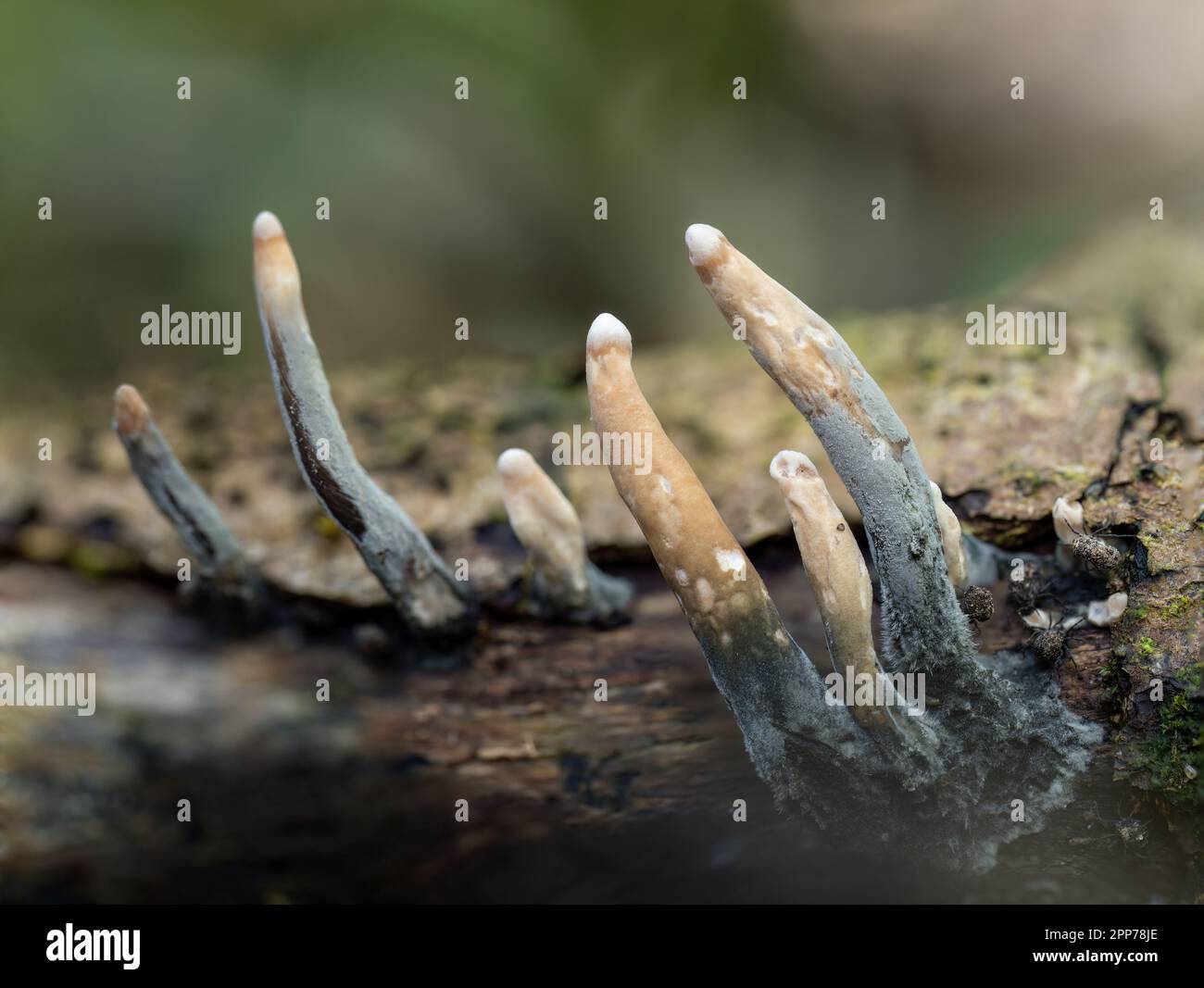 Beige fungi hi-res stock photography and images - Alamy