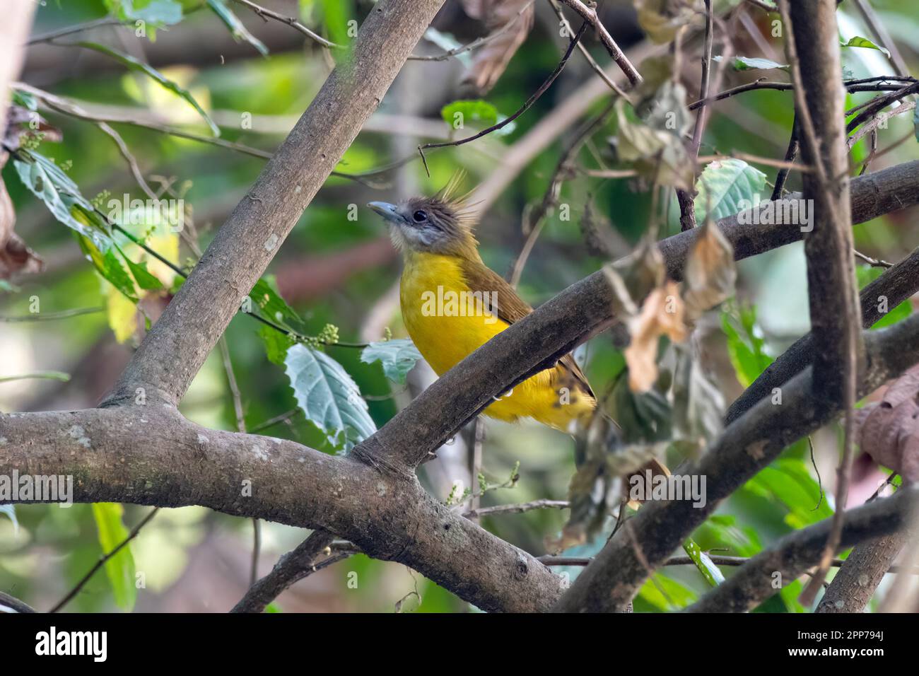 White-throated bulbul or Alophoixus flaveolus seen in Rongtong in West ...