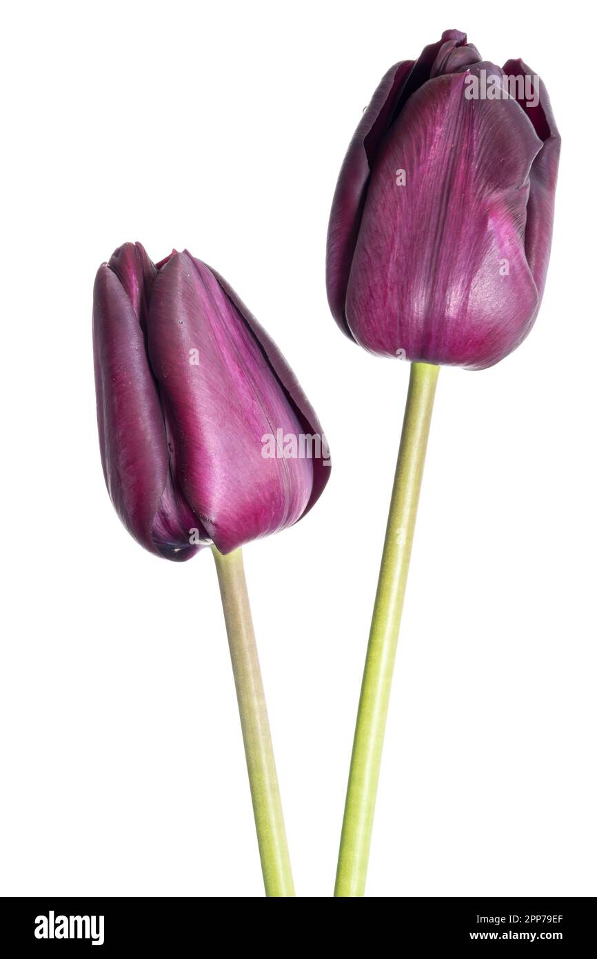 Dark purple tulip flowers isolated on white background Stock Photo - Alamy