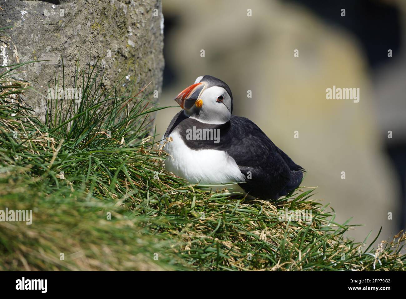 Icelandic birds hi-res stock photography and images - Alamy