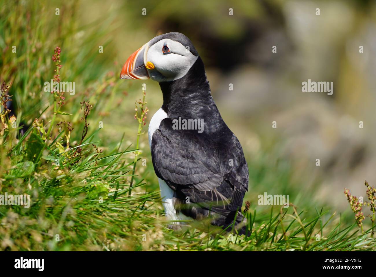 Icelandic birds hi-res stock photography and images - Alamy