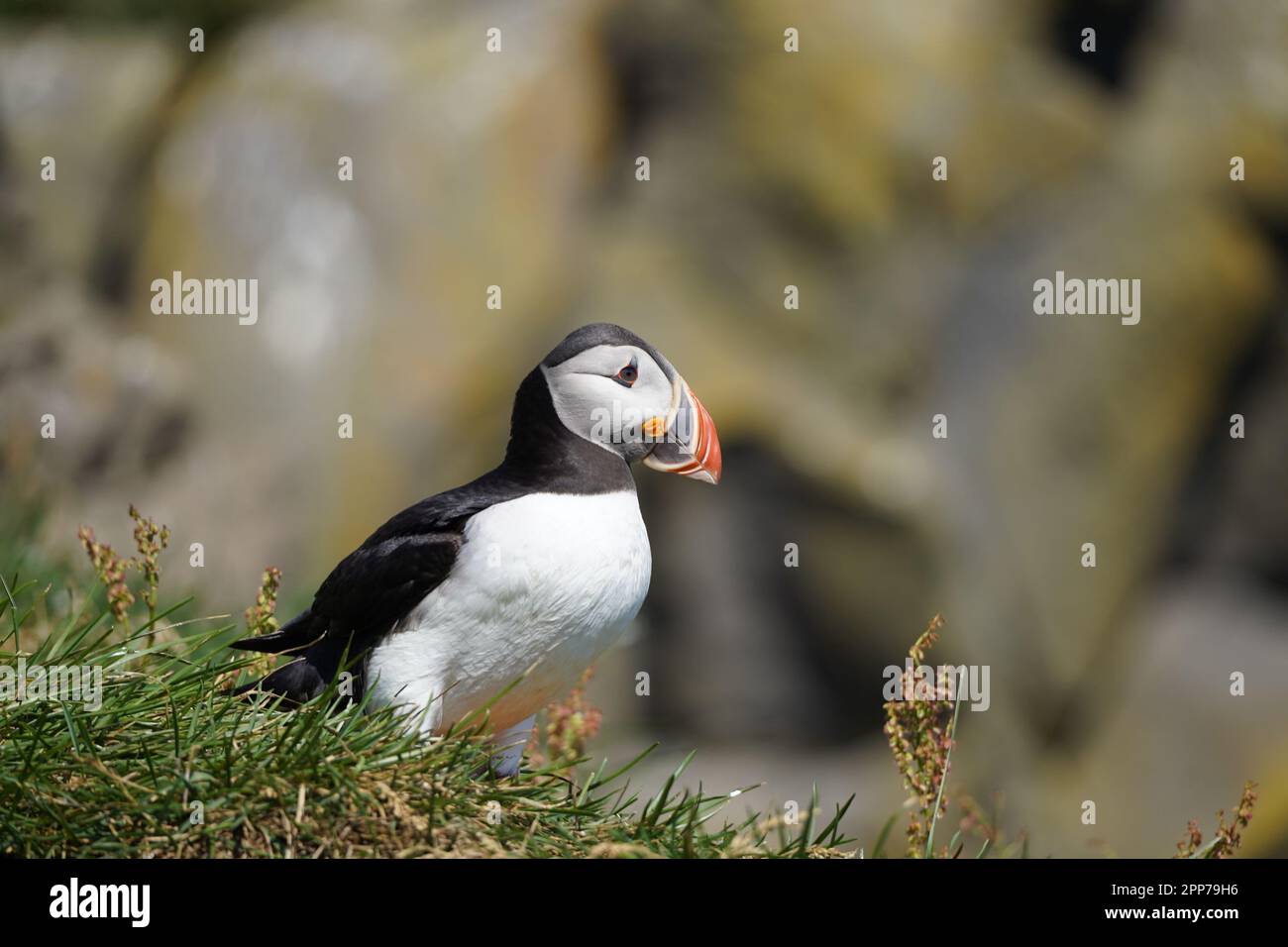 Icelandic birds and animals hi-res stock photography and images - Alamy